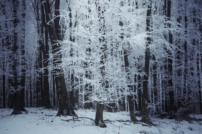 Frozen Branches With Snow In Forest In Winter Stock Photo - Image of ...
