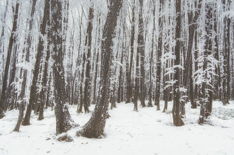 Frozen Forest in Winter with Snow Stock Photo - Image of magic, misty ...