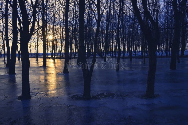 Frozen Forest in Winter Sunrise Stock Image - Image of natural, field ...