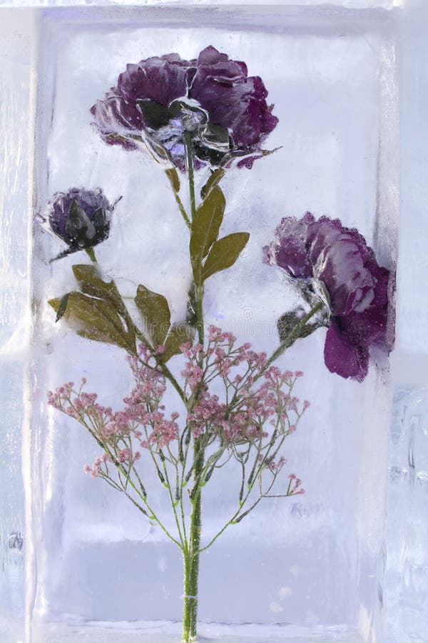 Frozen Fresh Beautiful Flower in an Ice Cube. Thawing Flower. Frozen ...