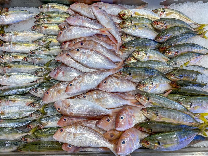 Frozen Fresh Fish Sorted by Species at Seafood Market Stock Photo ...