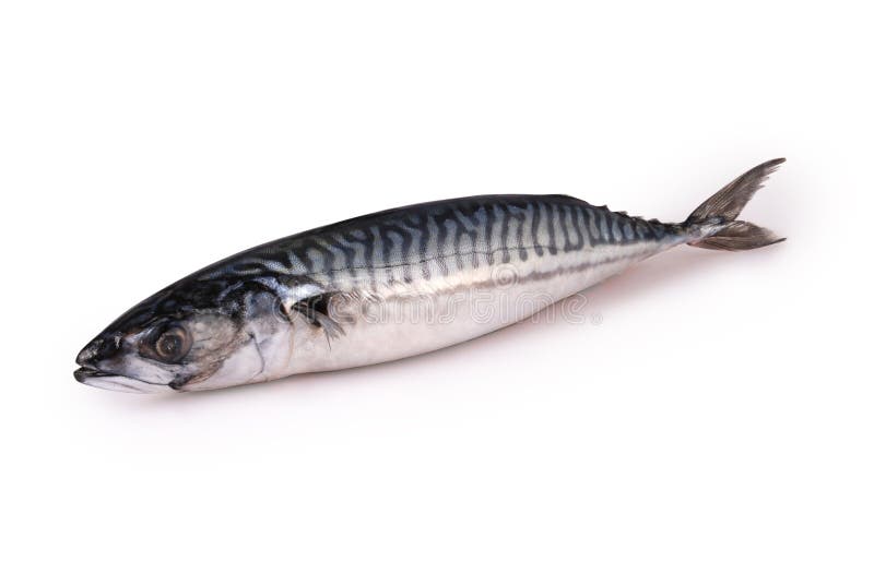 277 Mackerel Inside Stock Photos - Free & Royalty-Free Stock Photos ...