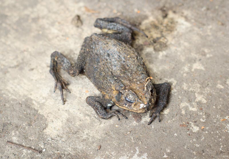 Frozen frog dead stock photo. Image of nature, lean, eyed - 37794844