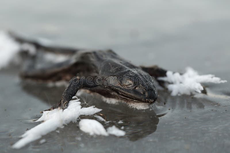 Frozen frog on ice stock photo. Image of frosty, frostbitten - 82311276
