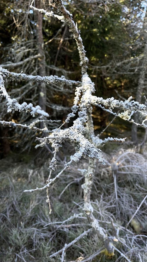 Frozen Frost on Tree Branches in the Mountains Stock Photo - Image of ...
