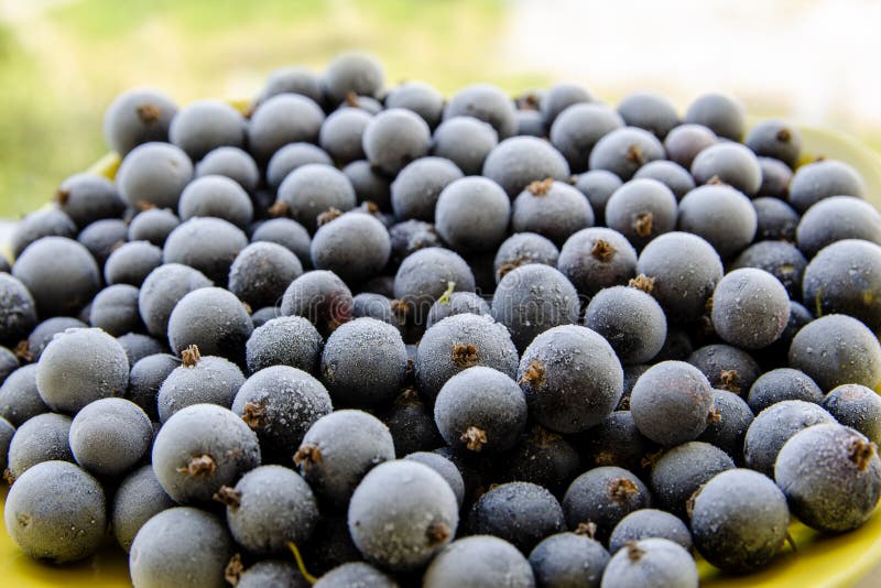Frozen Fruit Currant Source of Vitamins Stock Image - Image of source ...