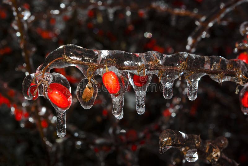 Frozen fruits stock photo. Image of details, drop, frozen - 64831344