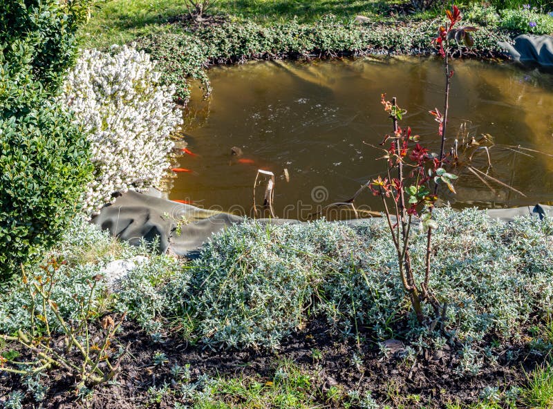 Frozen Garden Pond with Goldfish in Spring Stock Image - Image of ...