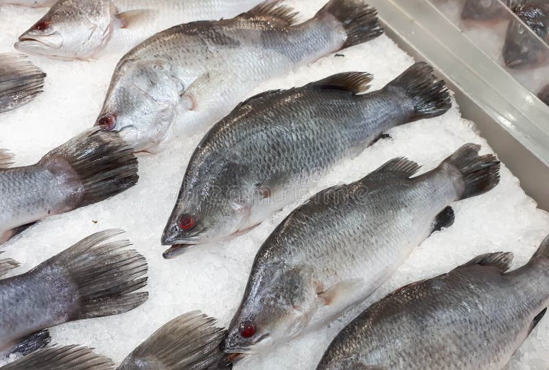 Frozen giant seaperch stock image. Image of seabass, barramundi - 94833463