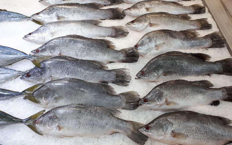 Frozen giant seaperch stock image. Image of fish, lates - 94833487