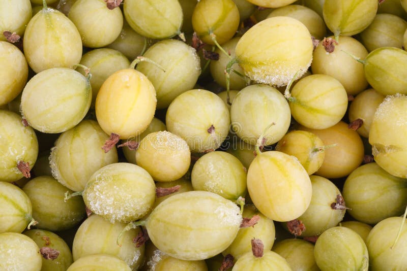 Frozen gooseberries stock photo. Image of food, gourmet - 14603174