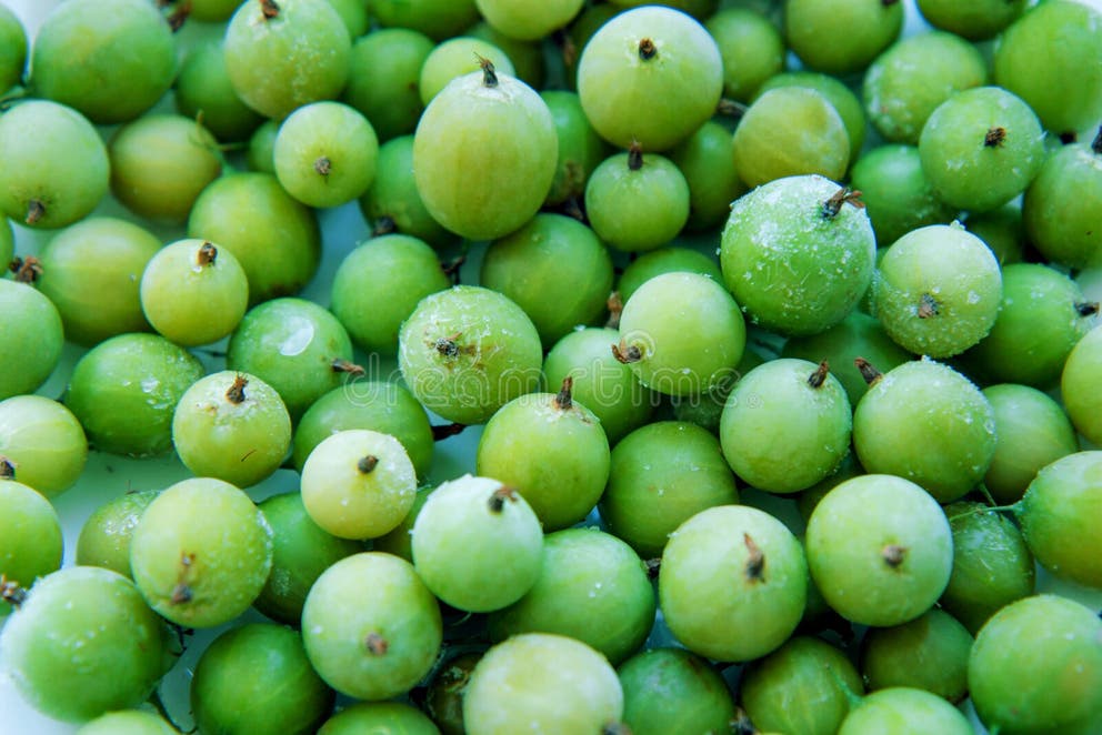 Frozen Gooseberries Macro Shot Stock Image - Image of color, organic ...