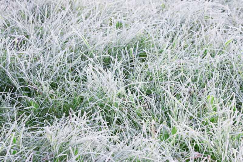 Frozen grass stock image. Image of december, plant, green - 7787783