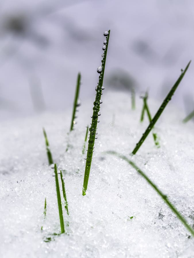 Frozen Grass Blades Adorned with Dew Drops in a Pristine Winter Scene ...