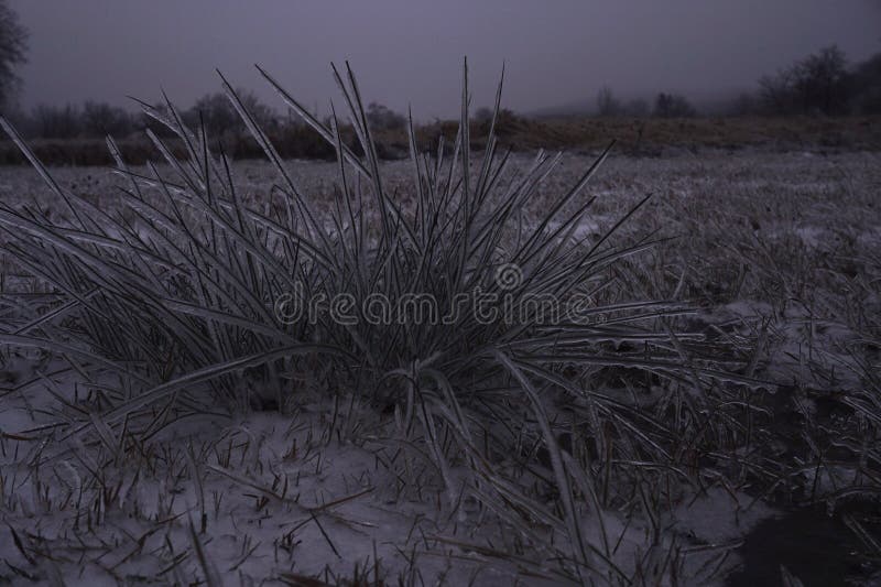 Frozen Grass Bush Like Glass, in the Rain and Frost Stock Photo - Image ...