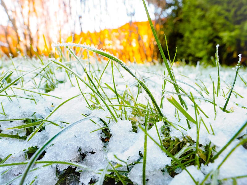 Frozen grass stock photo. Image of grass, ground, snow - 103720640