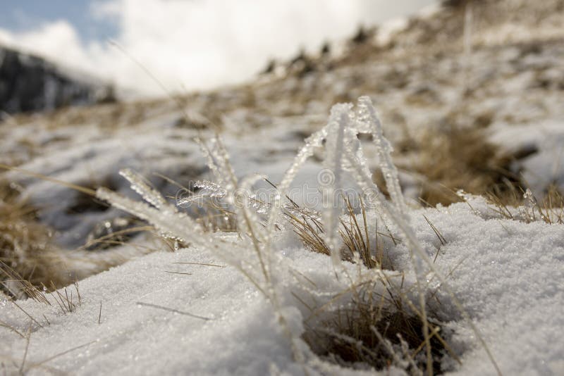 Frozen grass closeup stock photo. Image of frost, detail - 185166522