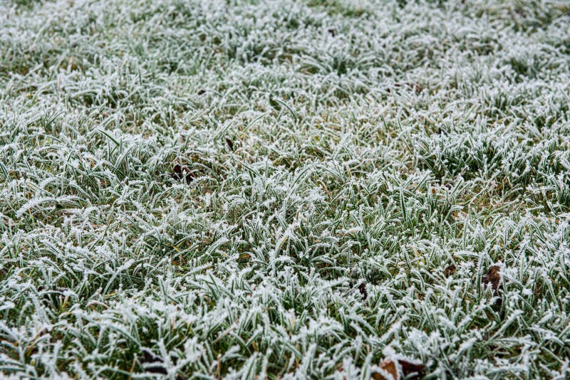 Frozen grass in a field.. stock photo. Image of abstract - 250435728