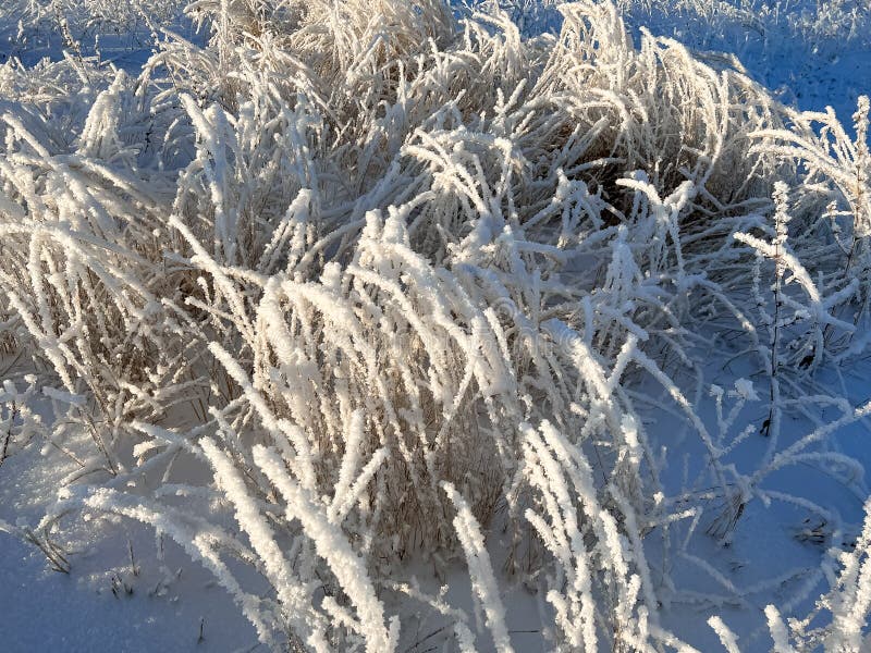 Frozen and Frozen Grass in the Field in Winter Stock Photo - Image of ...