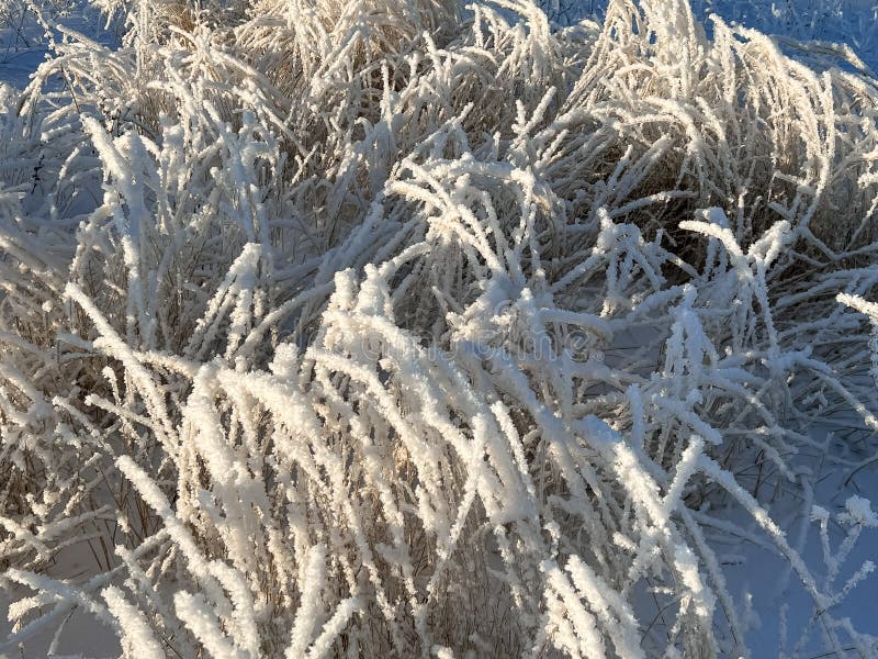Frozen and Frozen Grass in the Field in Winter Stock Image - Image of ...