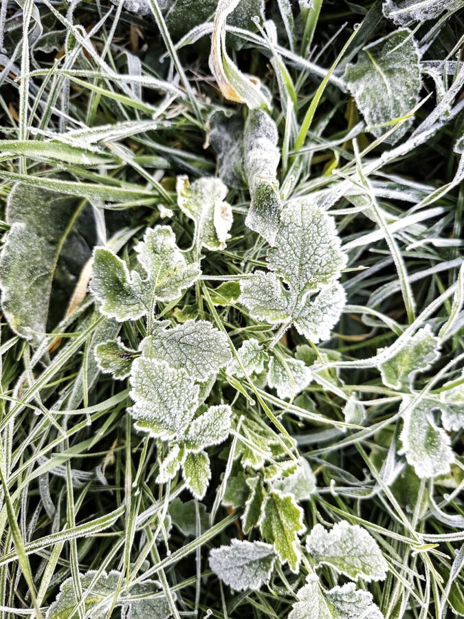 Frozen grass field stock photo. Image of snowflakes - 358985242