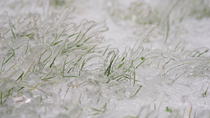 Frozen Grass after Freezing Rain. Stock Video - Video of branch, grass ...