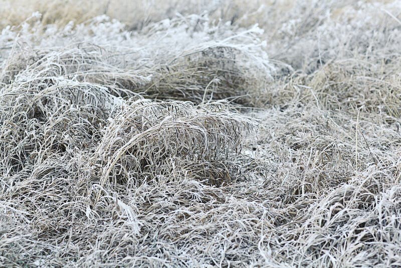 Frozen grass stock photo. Image of grass, covered, nature - 57076784