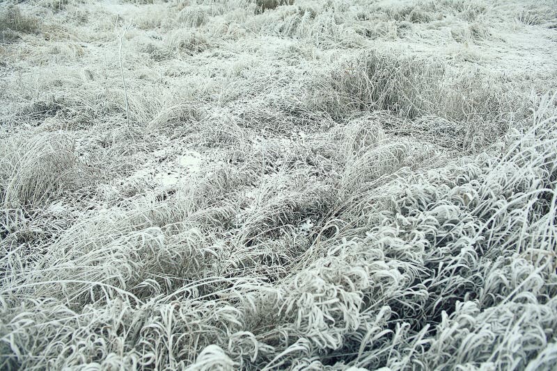 Frozen grass stock photo. Image of frost, leaf, leaves - 58345146