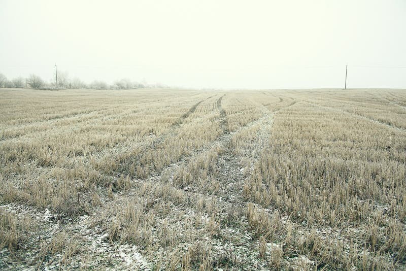 Frozen Grass and Ground in Winter Stock Photo - Image of frost, north ...