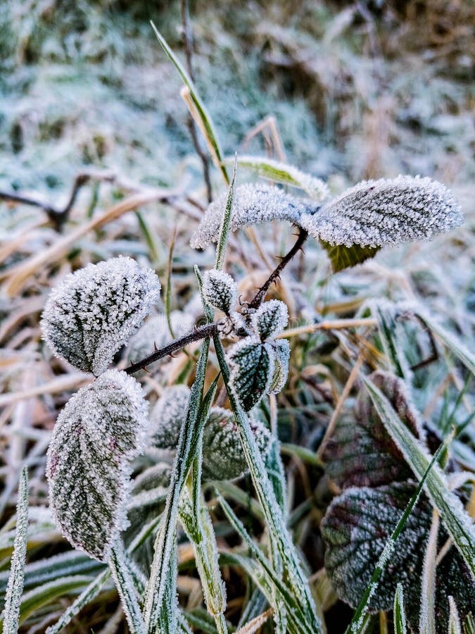 Frozen Grass with Ice Crystals on it Stock Photo - Image of seasonal ...