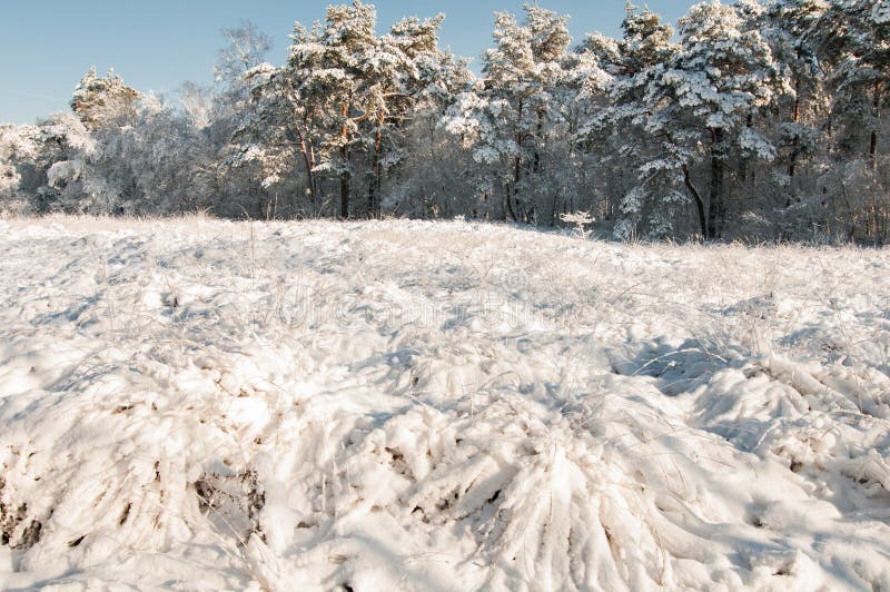 Frozen grass stock image. Image of scape, scene, path - 30980751