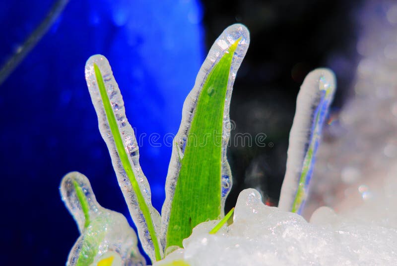 Frozen Green Leaves Under Ice Stock Image - Image of bright, autumn ...