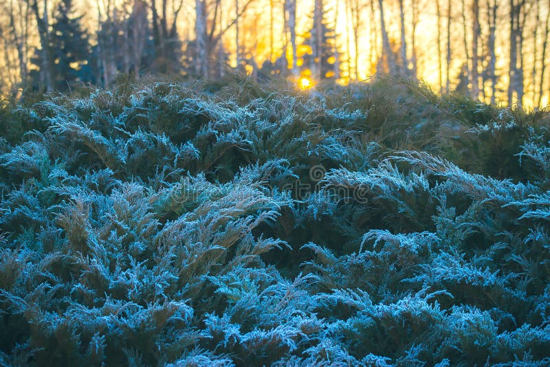 Frozen Greenery, Bushes and Flowers in the Garden in Spring Stock Photo ...