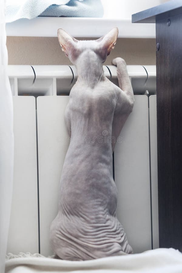 564 Funny Radiator Stock Photos - Free & Royalty-Free Stock Photos from ...