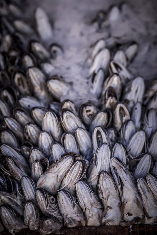 Frozen hake fish heads stock image. Image of food, bright - 64720375
