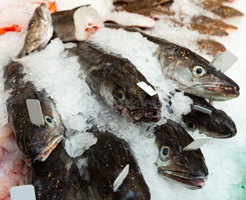 Frozen hake fish in ice stock photo. Image of white - 215475366