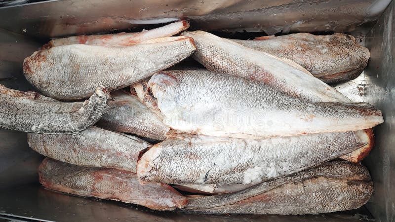 Frozen Hake Fish in a Market Fridge Stock Photo - Image of agriculture ...