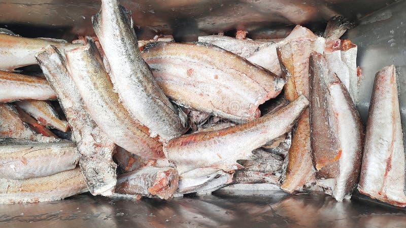 Frozen Hake Fish in a Market Fridge Stock Image - Image of fresh, hake ...