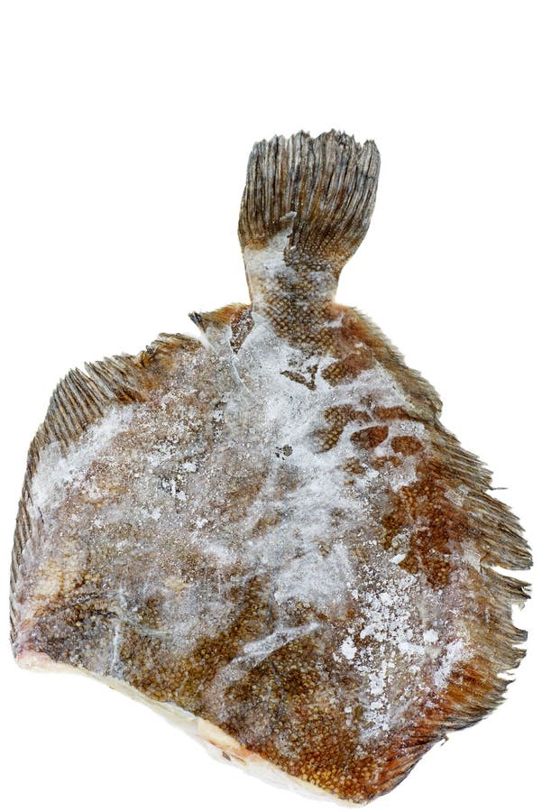 Raw Frozen Headless Flounder Fish Isolated Stock Photo - Image of sole ...