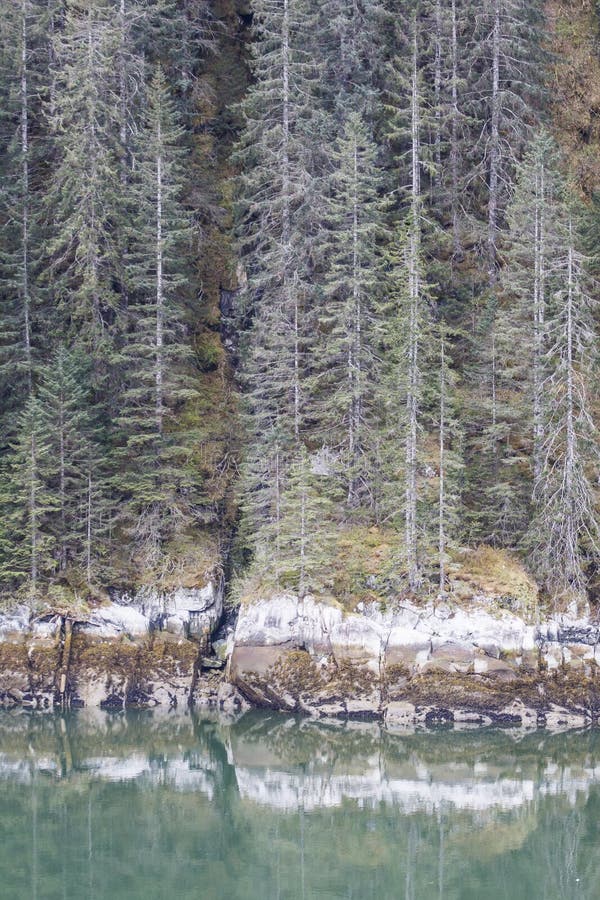 Frozen High Water Mark stock photo. Image of alaska, trees - 28194440