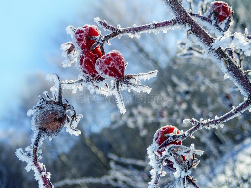 Frozen rose hips stock image. Image of healthy, color - 22012275