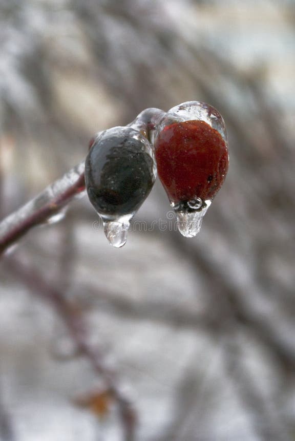 Frozen hips stock photo. Image of abstract, hipss, brier - 64831154