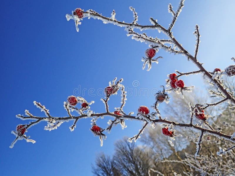 Frozen hips stock photo. Image of natural, icing, frost - 50277180