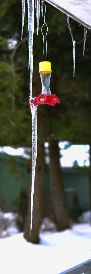 Hummingbird on a Feeder with a Wasp Stock Photo - Image of aviary ...