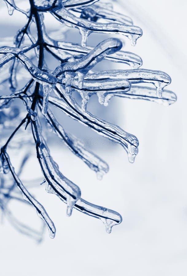 Frozen in the ice branches stock photo. Image of beautiful - 37018300