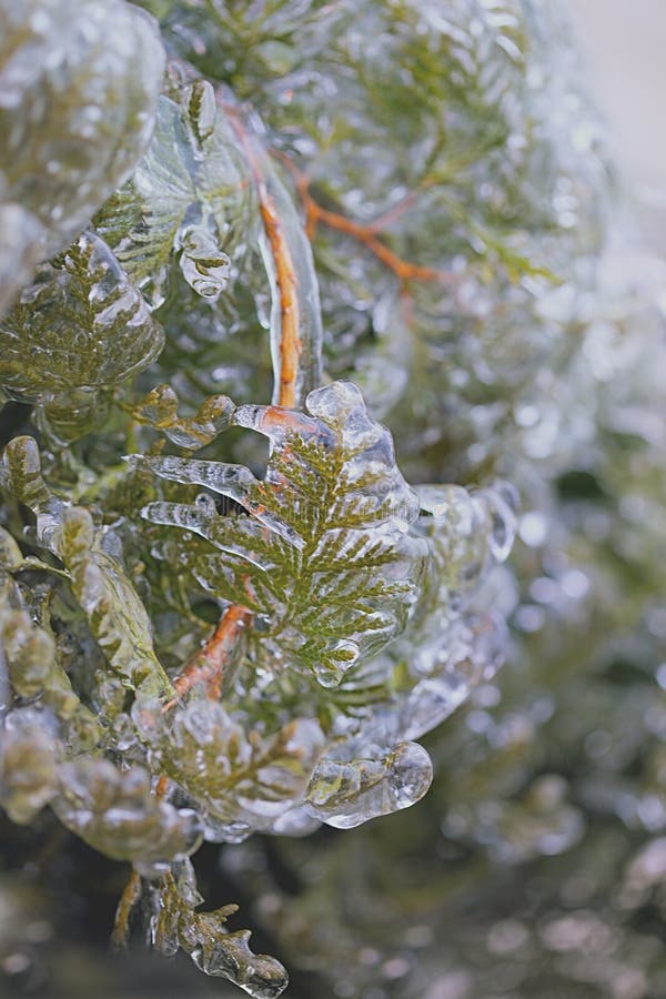 Frozen in the ice branches stock image. Image of black - 37018437