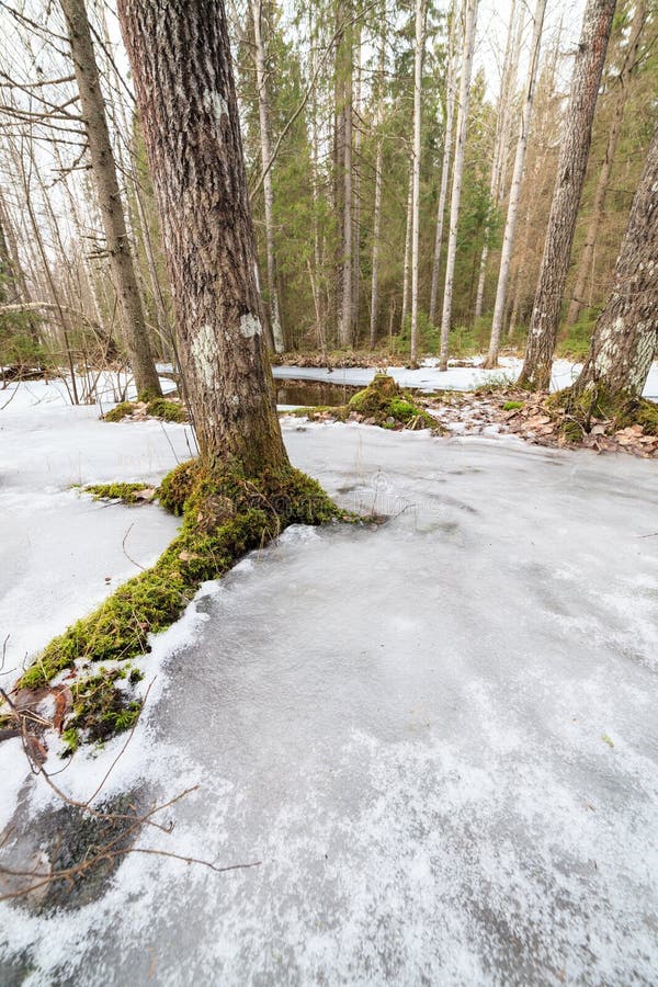 Frozen Flooded River in Forest Stock Photo - Image of partially, trees ...