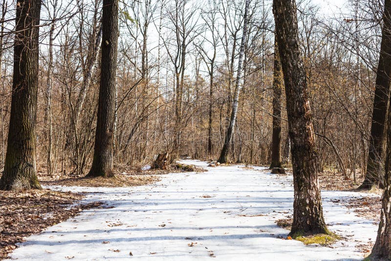 Frozen Ice Path in Spring Forest Stock Photo - Image of path, tree ...