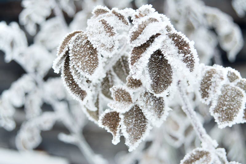The Frozen Ice Sheets in the Winter Stock Image - Image of covering ...