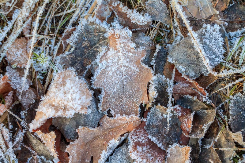 The Frozen Ice Sheets in the Winter , the Snowflakes Stock Image ...